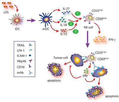 Frontiers | Regulation of NK Cell Activation and Effector Functions by the IL-12 Family of ...